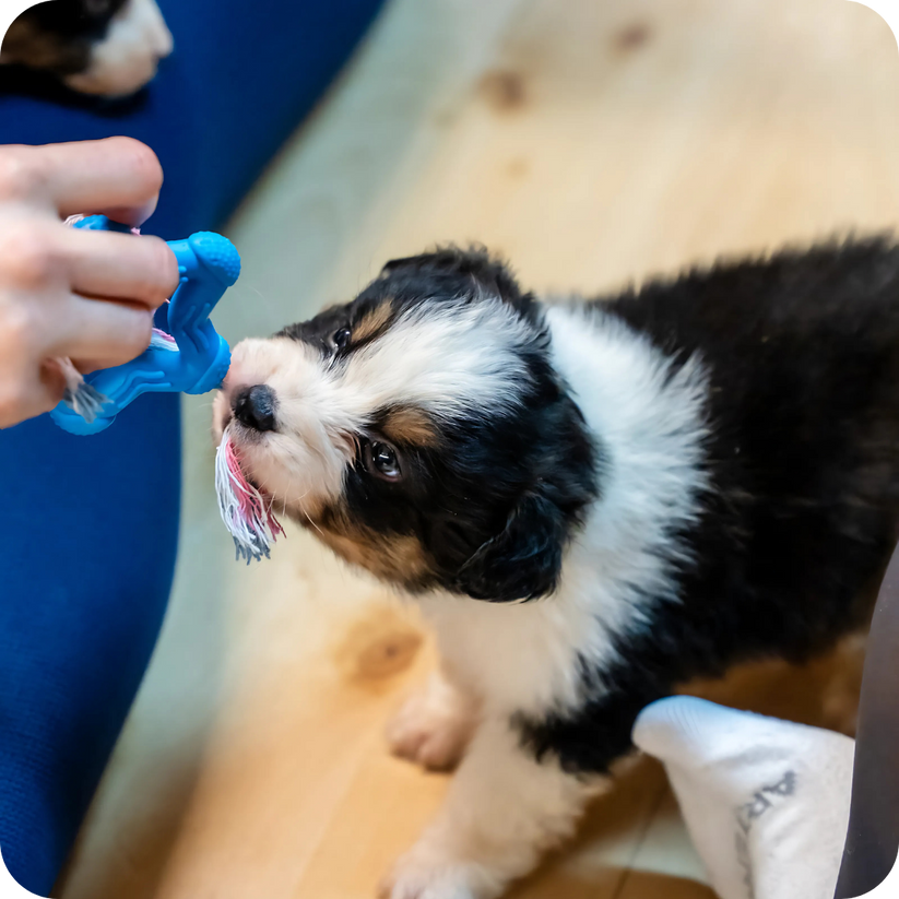 1h Puppy Yoga in Adelaide | Relax & Cuddle with Puppies – Positiva ...