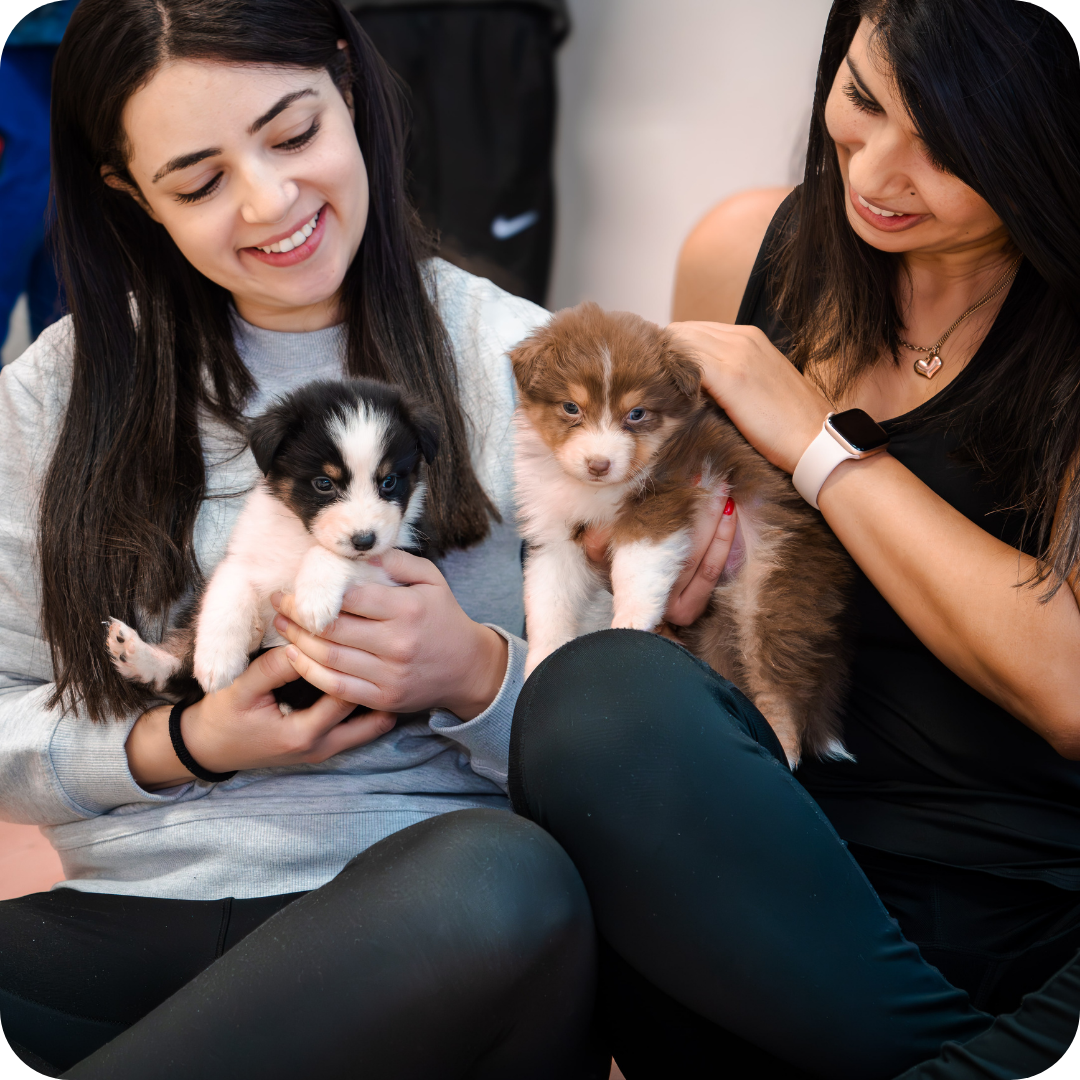1h Puppy Yoga in Melbourne | Relax & Cuddle with Puppies – Positiva ...